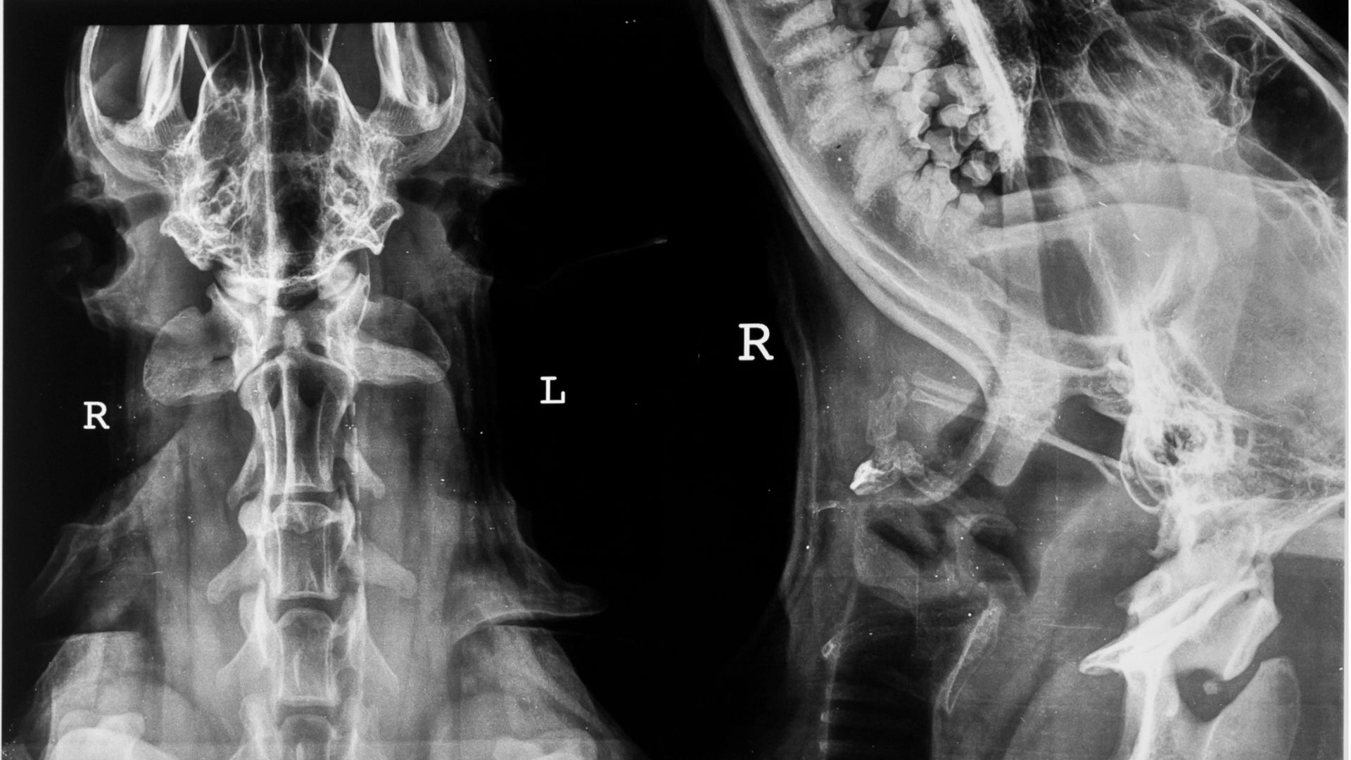 Pet Radiology New Richmond, WI | New Richmond Veterinary Clinic